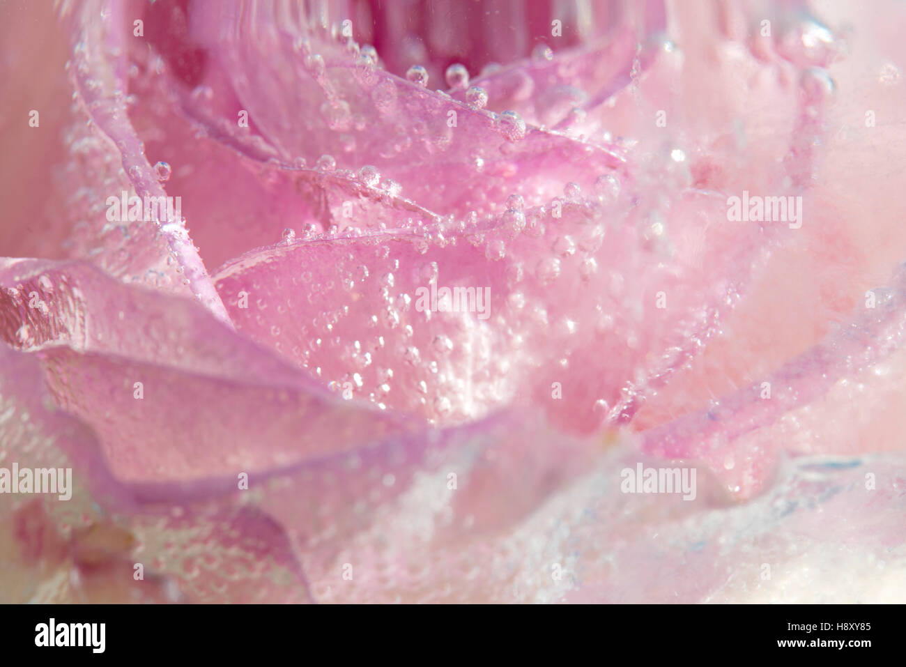 frozen flora art background, pink rose in ice Stock Photo - Alamy