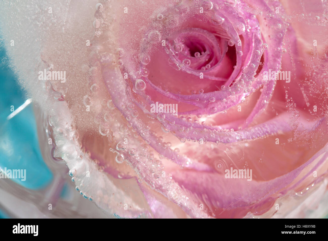 frozen flora art background, pink rose in ice Stock Photo - Alamy