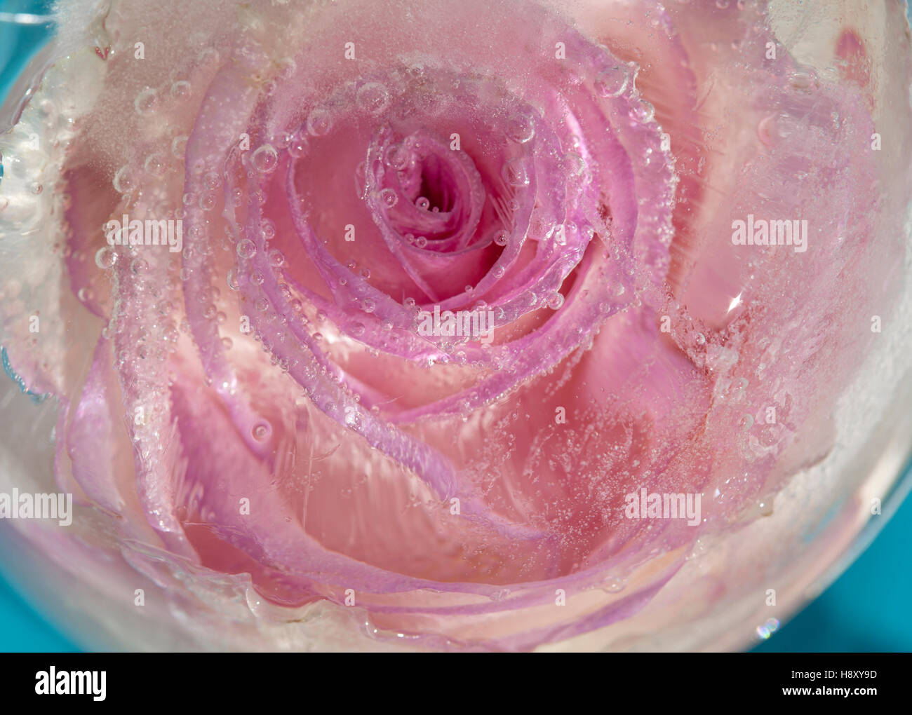 frozen flora art background, pink rose in ice Stock Photo - Alamy