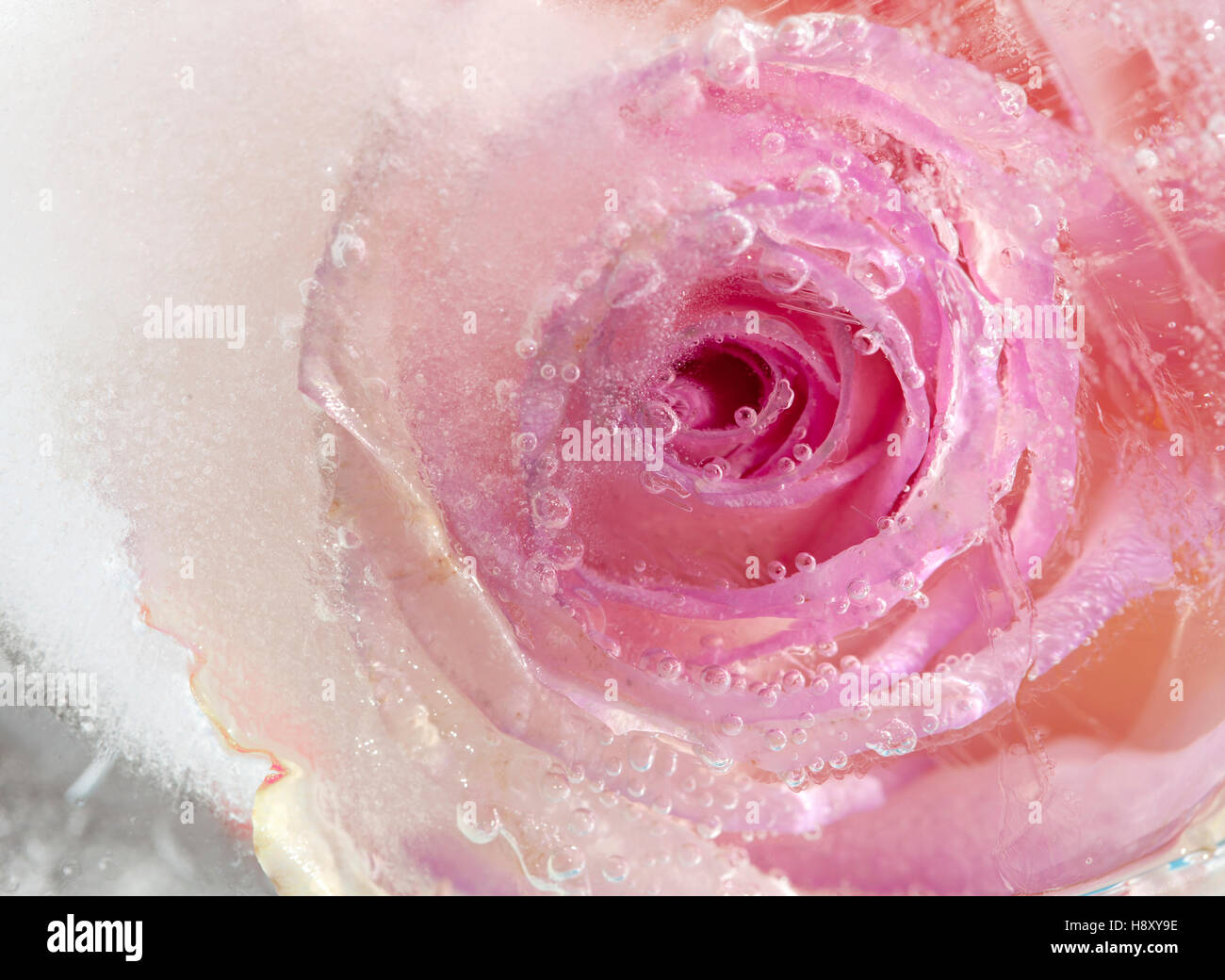 frozen flora art background, pink rose in ice Stock Photo - Alamy