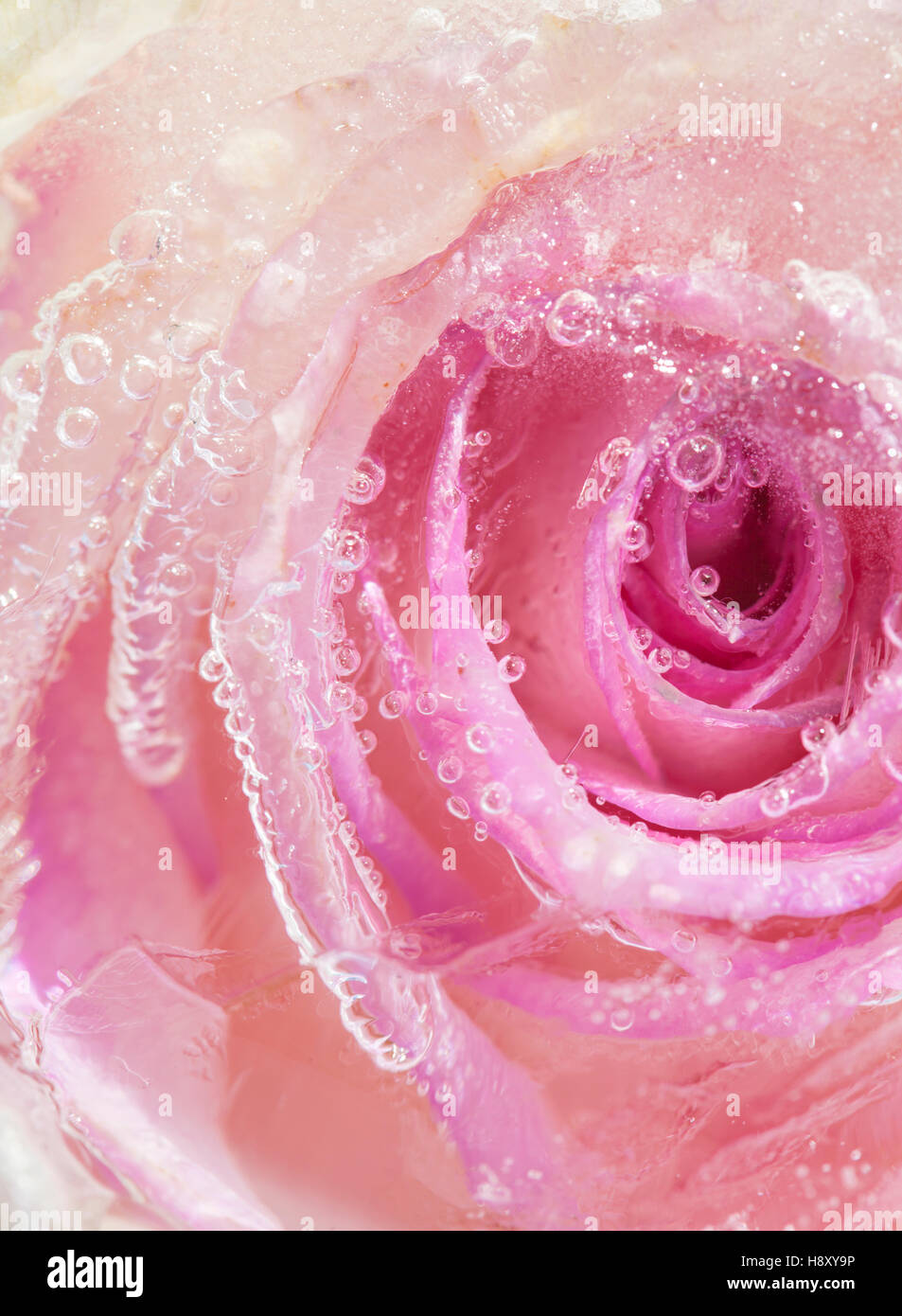 frozen flora art background, pink rose in ice Stock Photo - Alamy