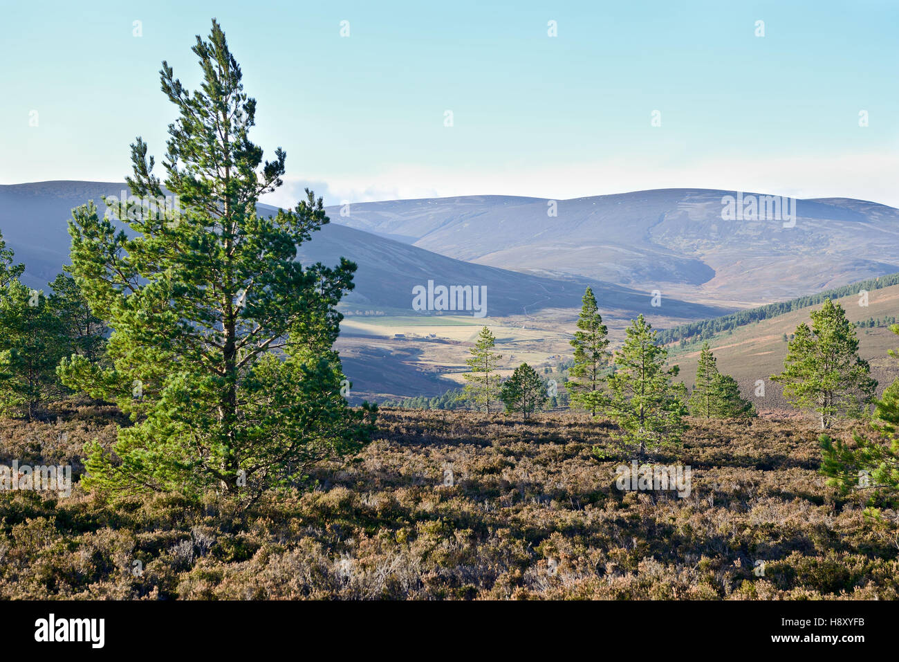 Caledonian pine forest hi-res stock photography and images - Alamy