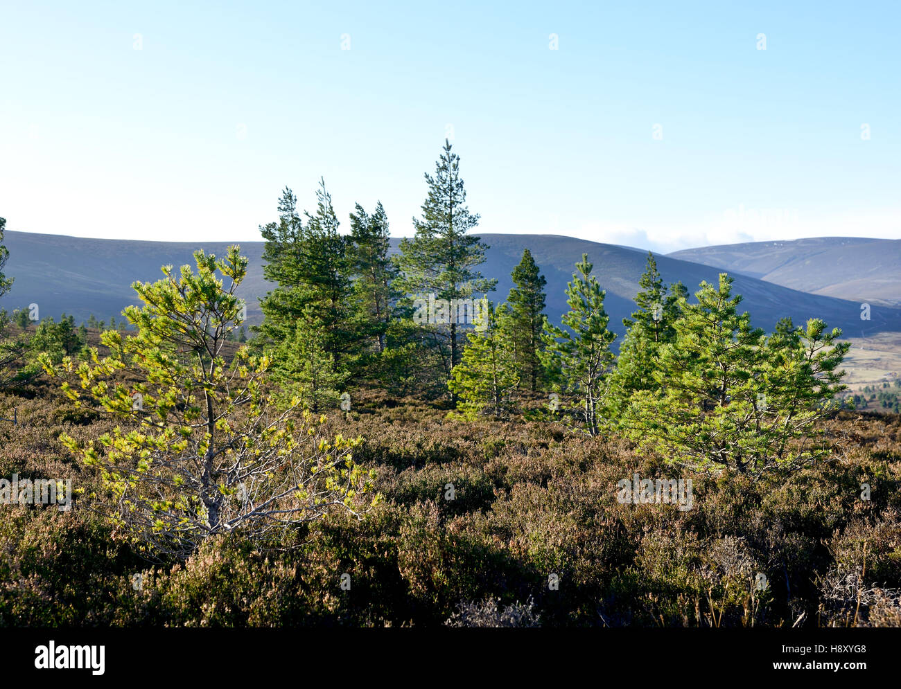 Caledonian pine tree hi-res stock photography and images - Alamy