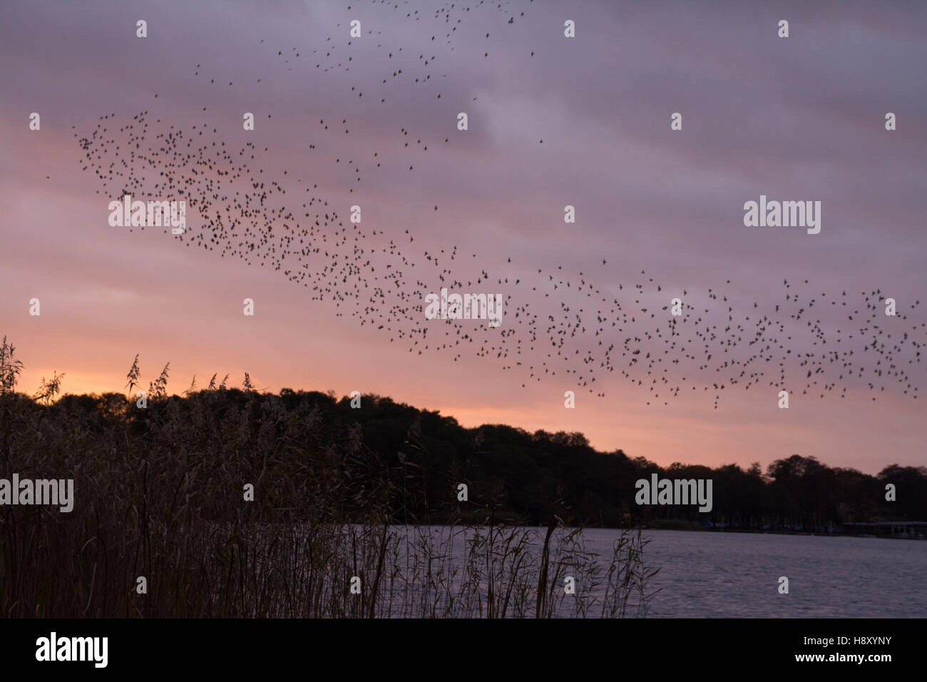 Murmuration of starlings sunset hi-res stock photography and images - Alamy