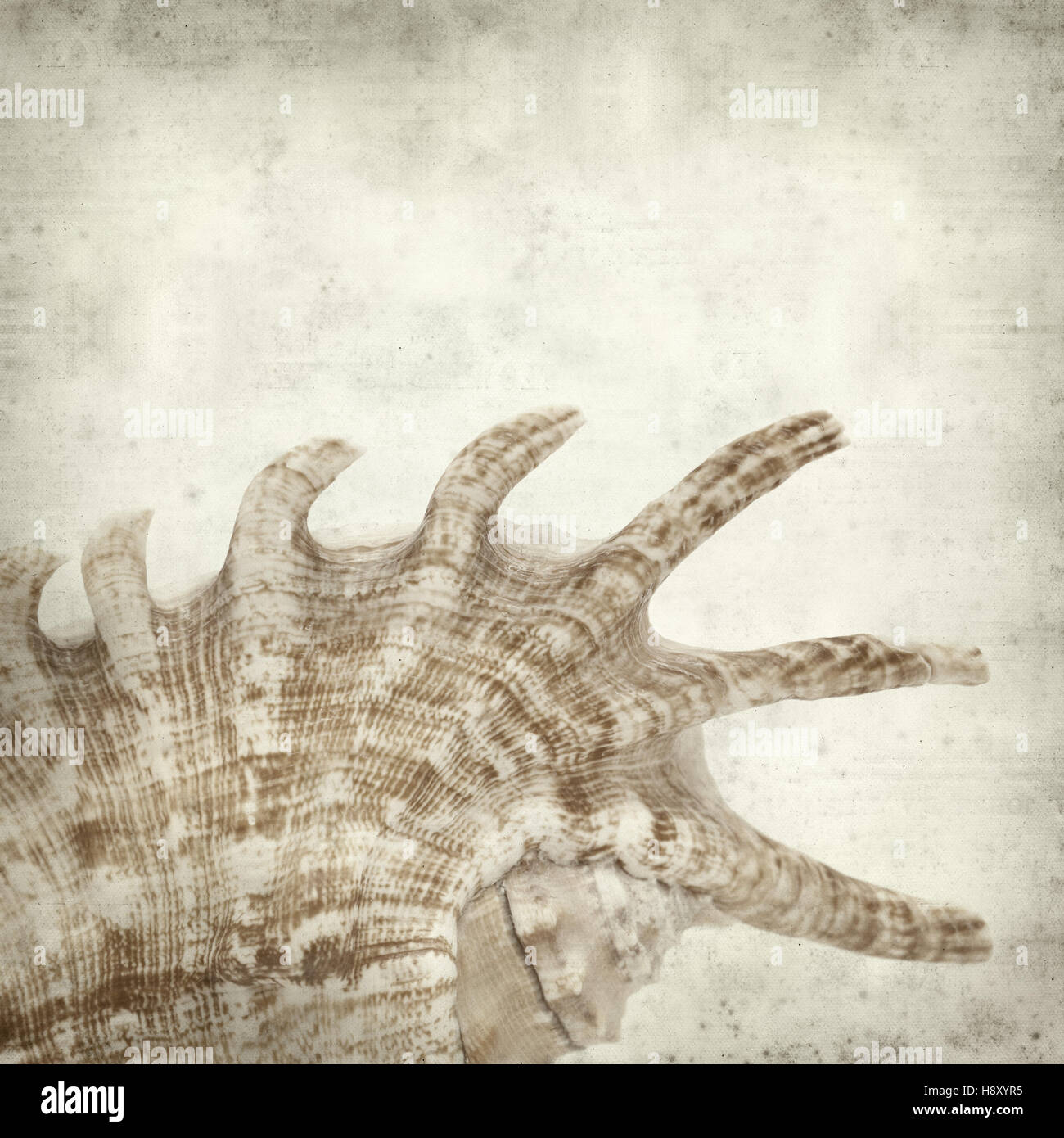 textured old paper background with tropical shell Stock Photo - Alamy