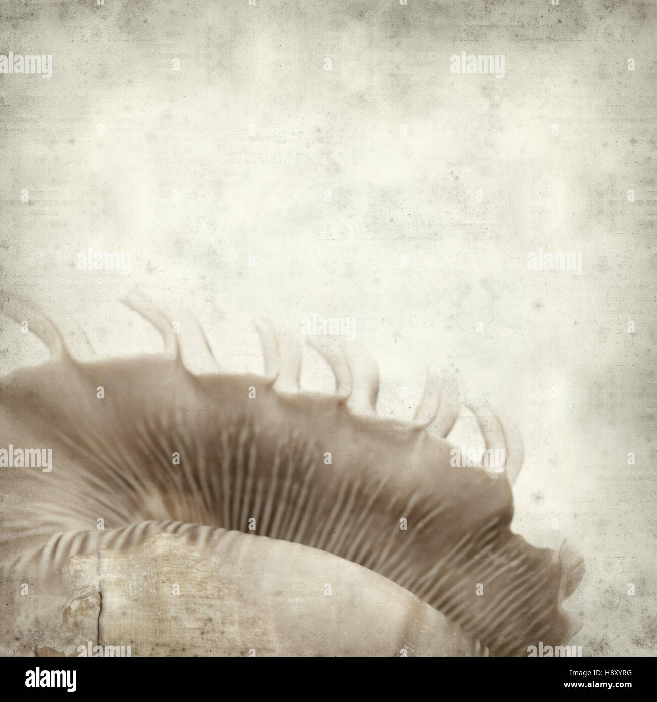 textured old paper background with tropical shell Stock Photo - Alamy