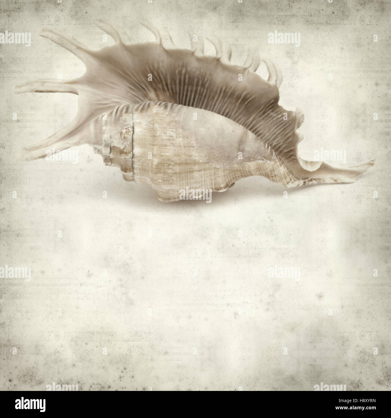 textured old paper background with tropical shell Stock Photo - Alamy