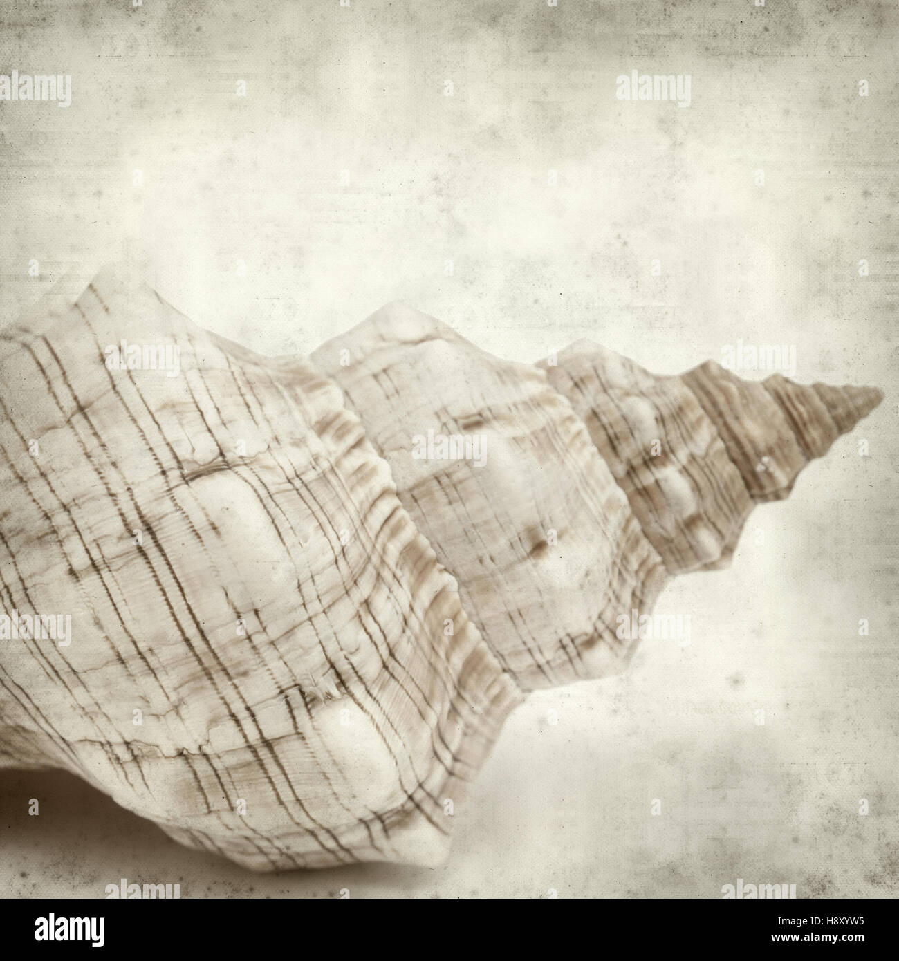 textured old paper background with tropical shell Stock Photo - Alamy