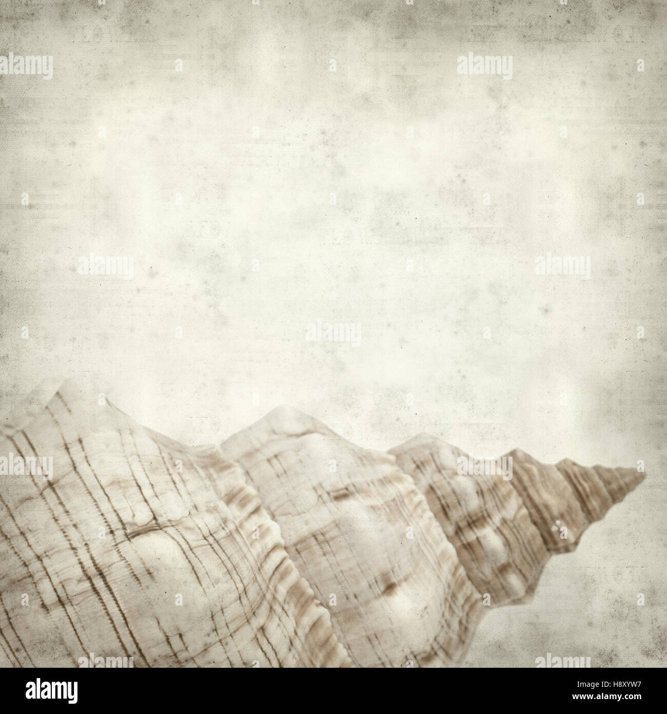 textured old paper background with tropical shell Stock Photo - Alamy