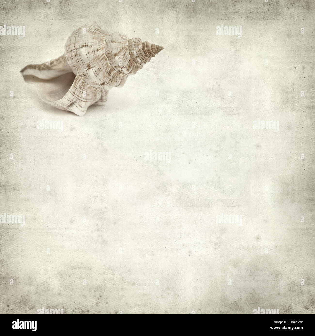 textured old paper background with tropical shell Stock Photo - Alamy