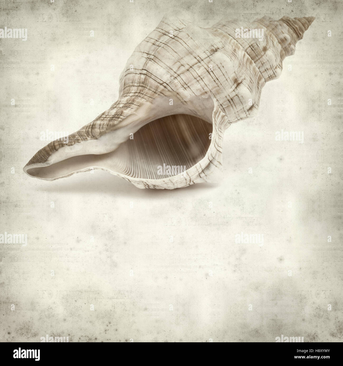 textured old paper background with tropical shell Stock Photo - Alamy