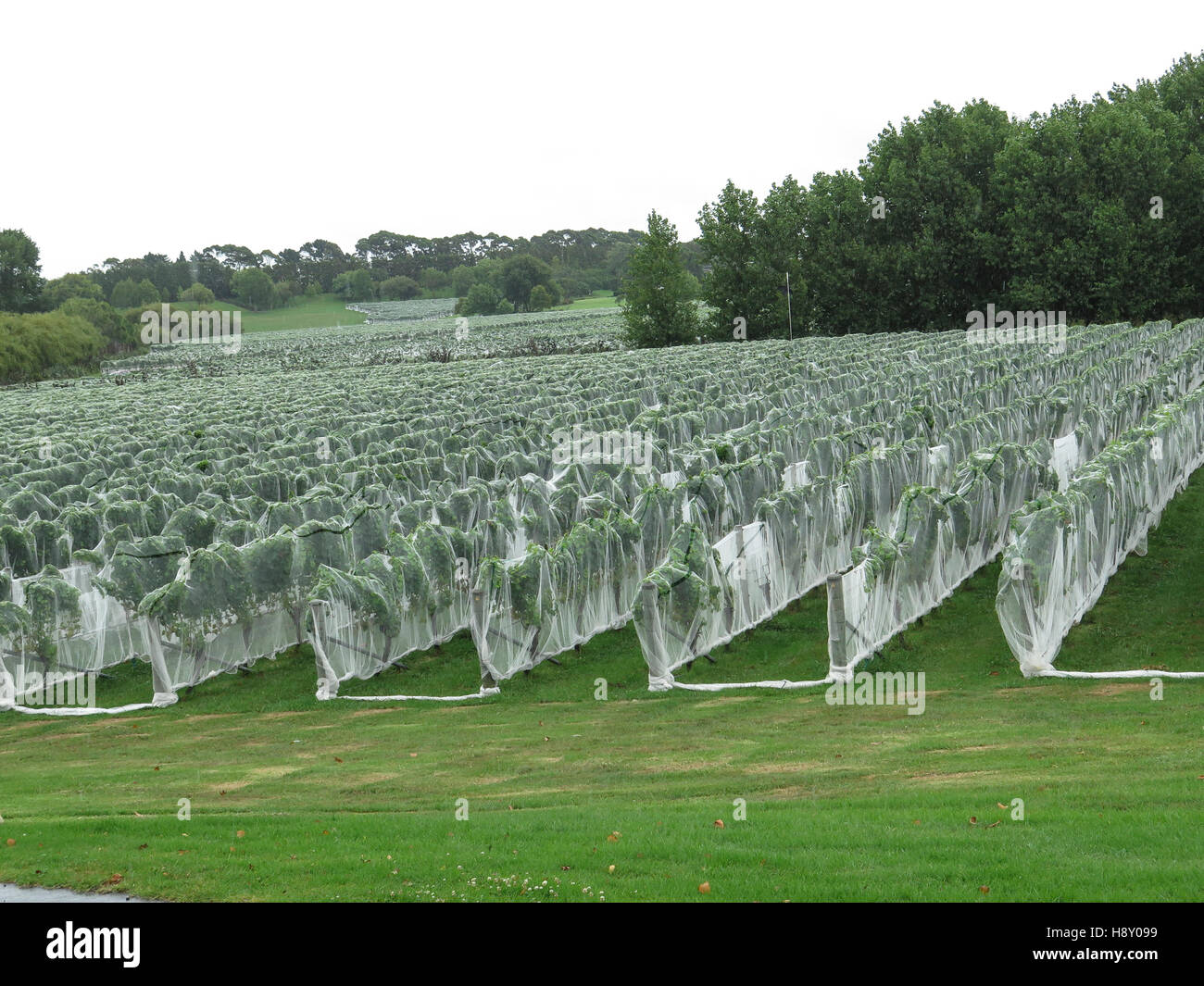 Villa Maria Winery, Auckland, North Island, New Zealand. Showing the ...