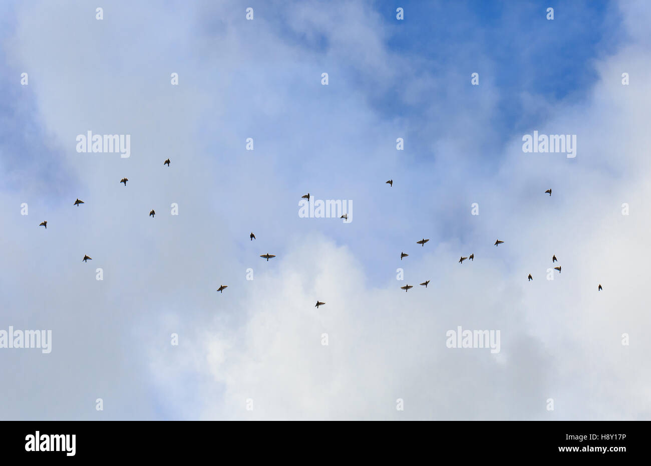 Birds flying under the blue sky Stock Photo - Alamy