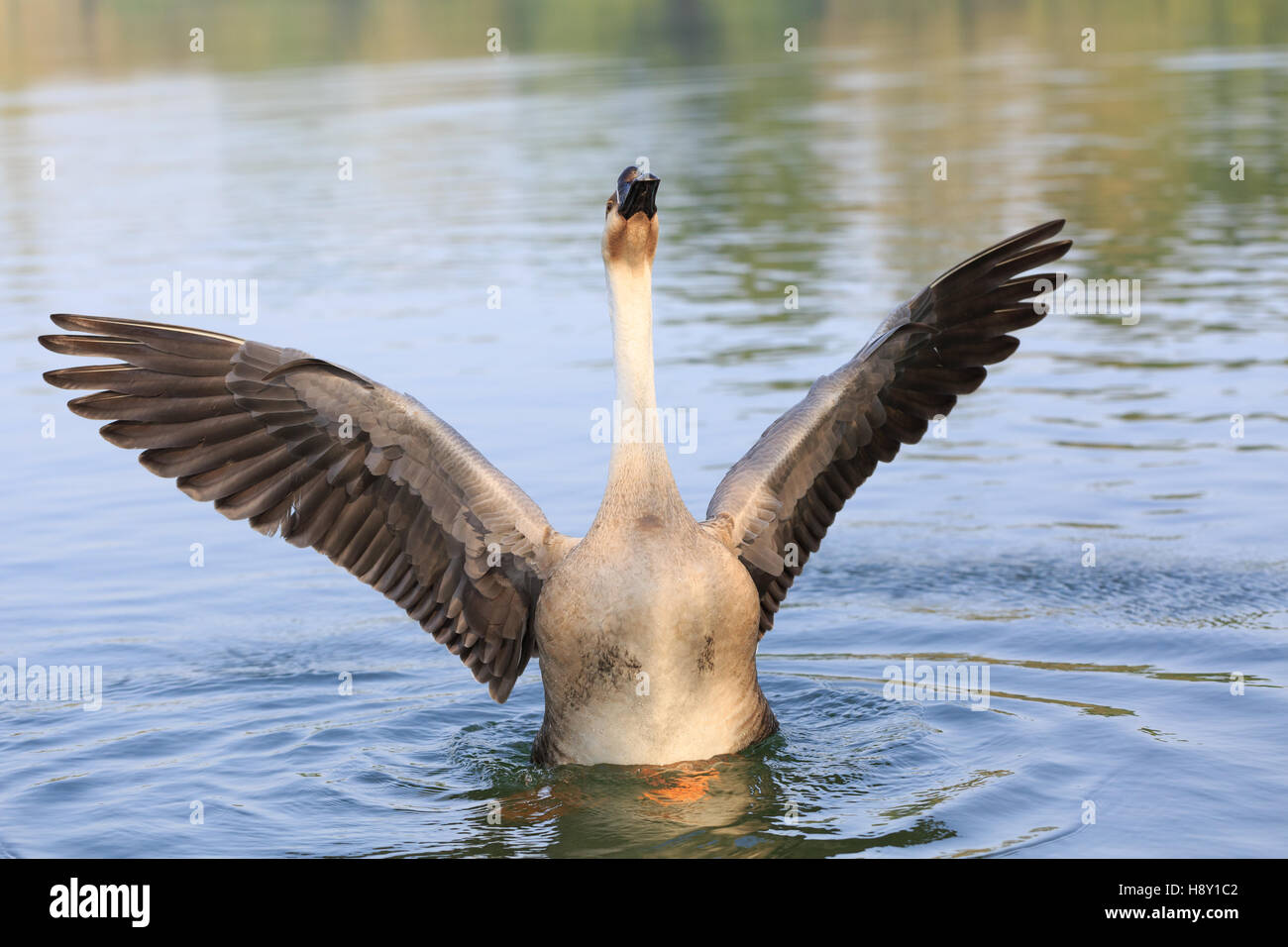 A wild goose on the Blue Lake stretches its wings Stock Photo - Alamy
