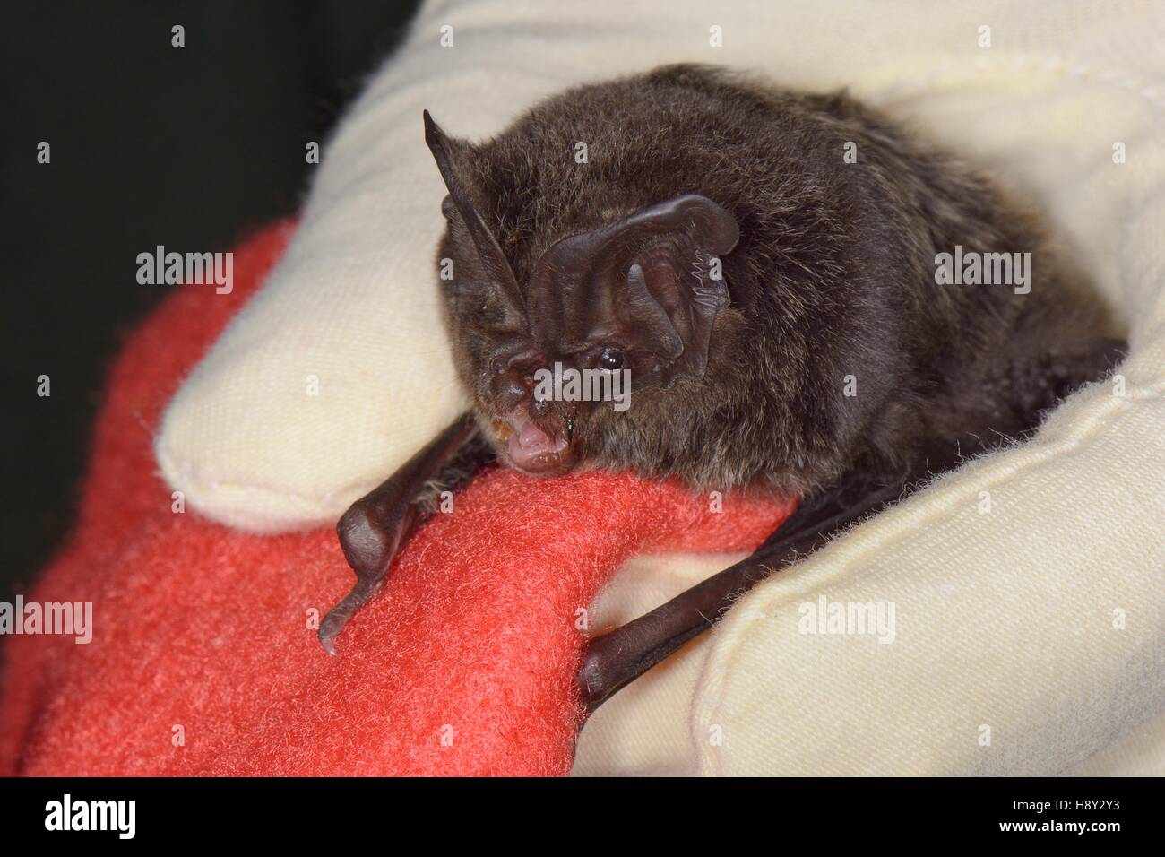 Bats Uk High Resolution Stock Photography and Images - Alamy