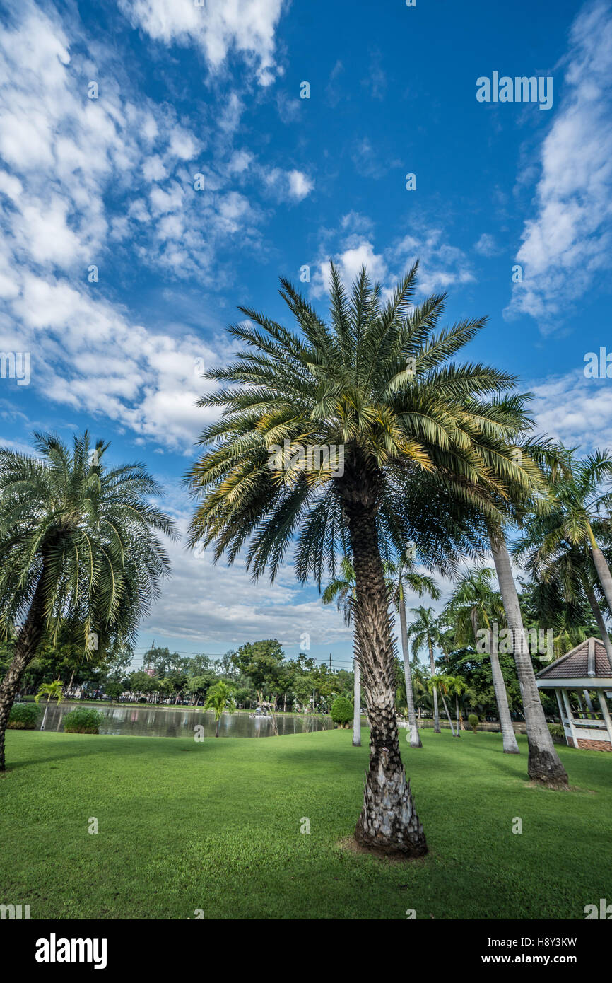 Chatuchak Park in Chatuchak district, Bangkok, Thailand Stock Photo - Alamy