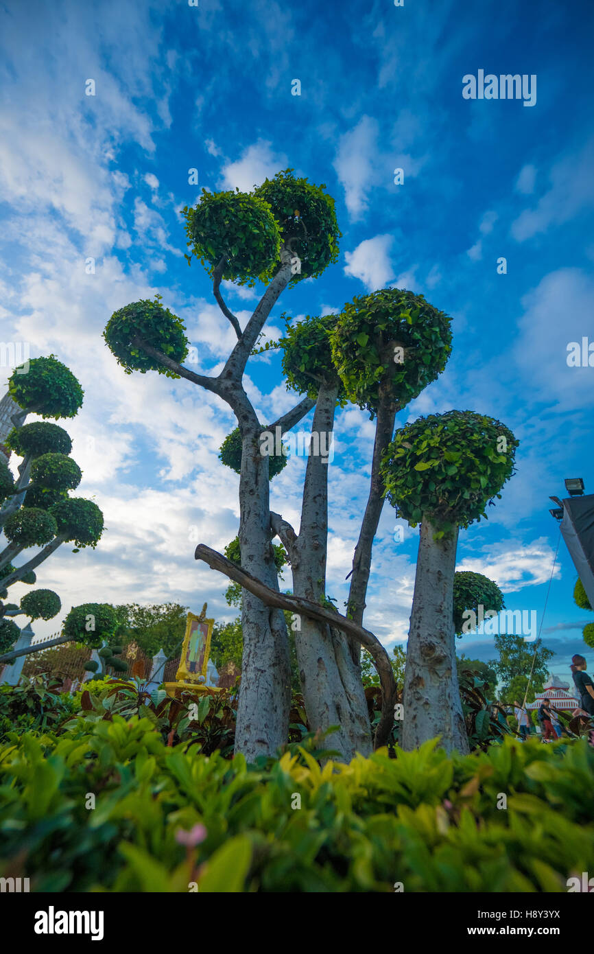 Green bonsai trees gardens in Wat Arun, Bangkok, Thailand Stock Photo ...