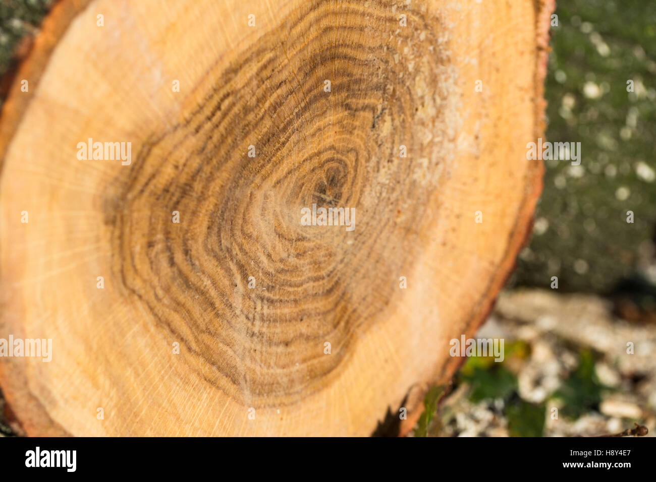 A section of the trunk of a cut, felled young oak tree. The rings of ...