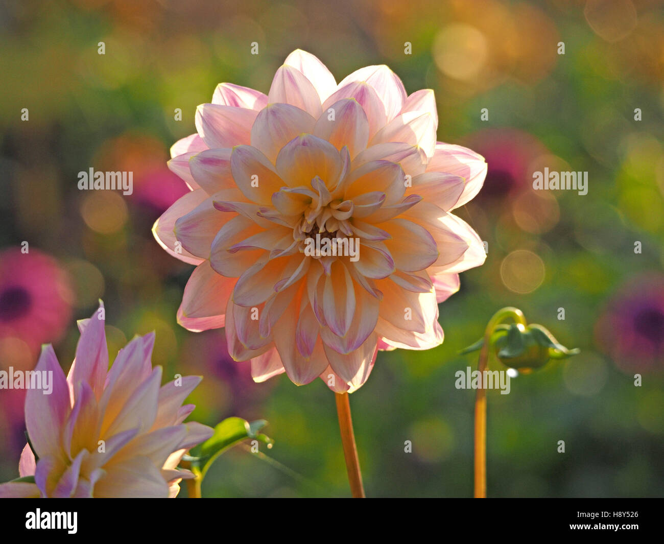 Dreamlike color palette hi-res stock photography and images - Alamy