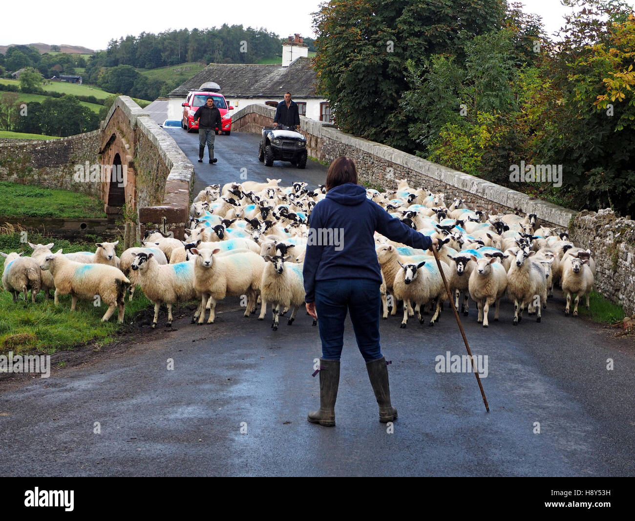Cumbrian sheep crossing an arched road bridge pursued by farmer on quad ...