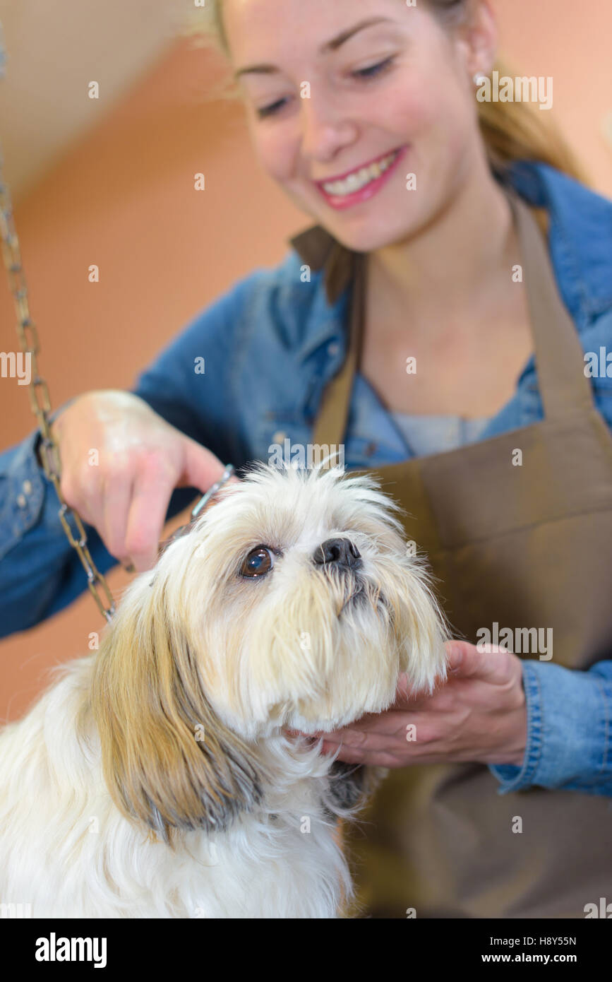 the very behave dog Stock Photo - Alamy