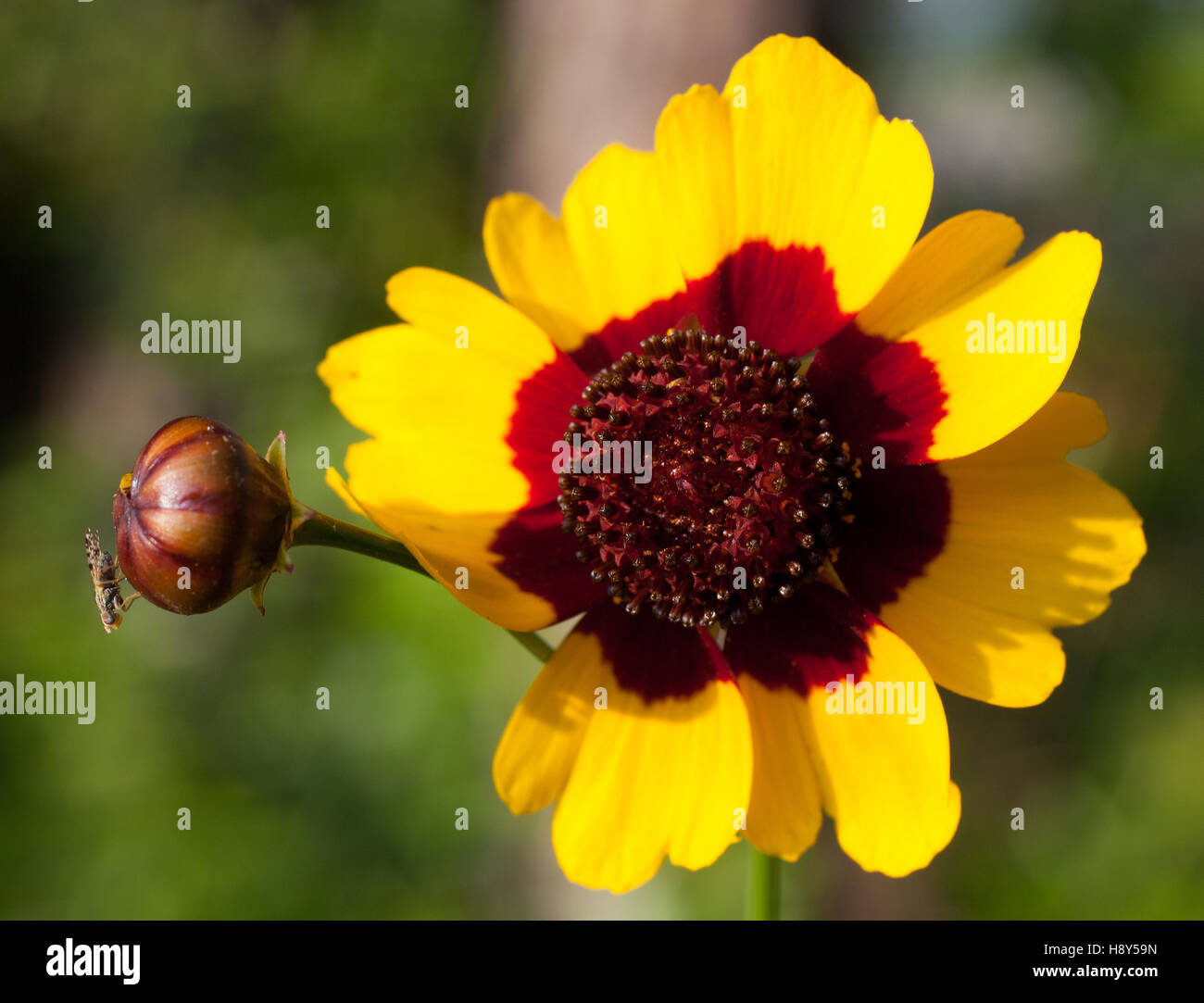 Hanging fly insect hi-res stock photography and images - Alamy