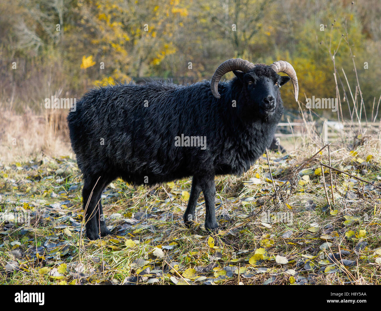 Hebridean Black Sheep at Warnham Nature Reserve Stock Photo - Alamy