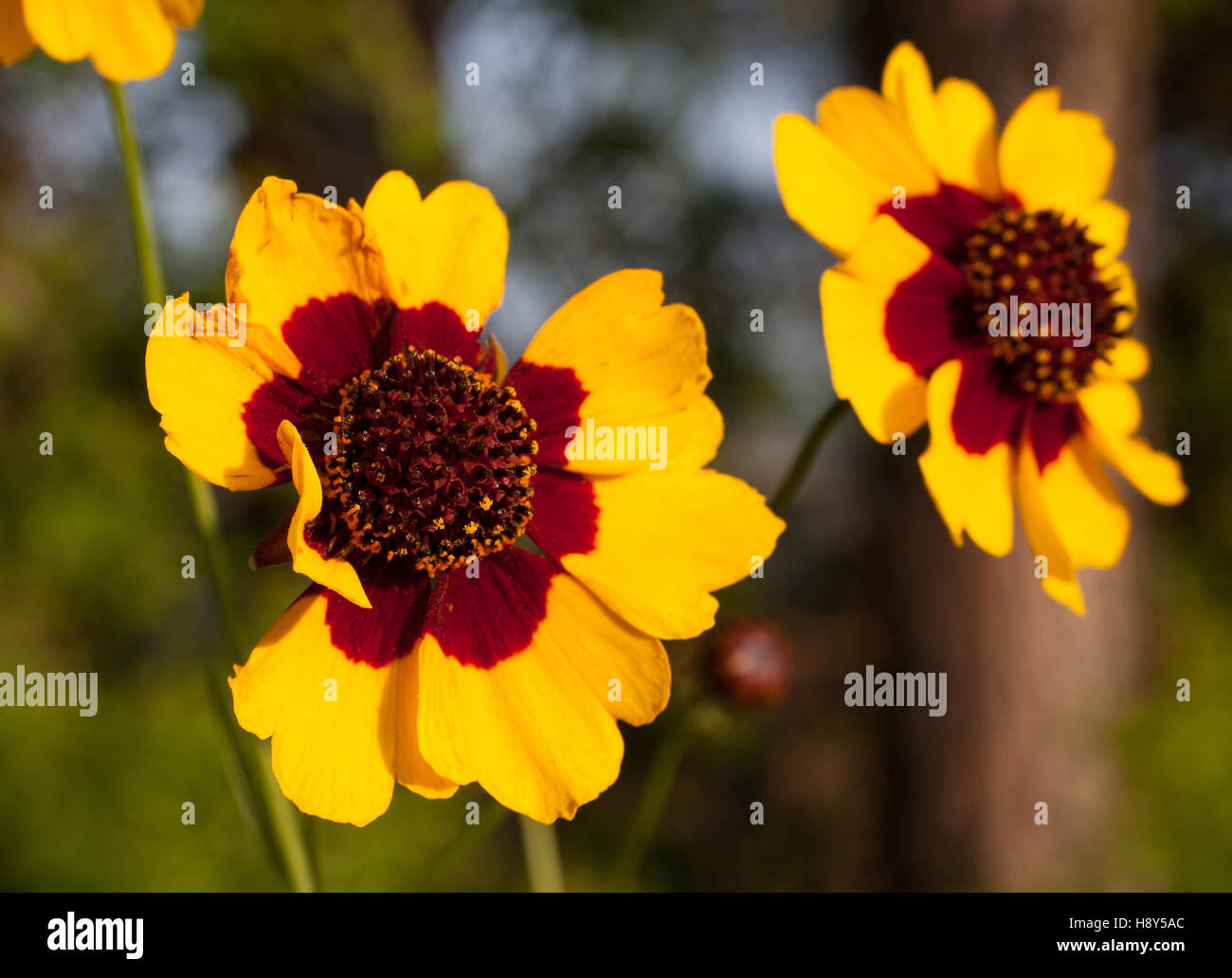 Yellow flowers wide open in the early spring Stock Photo - Alamy