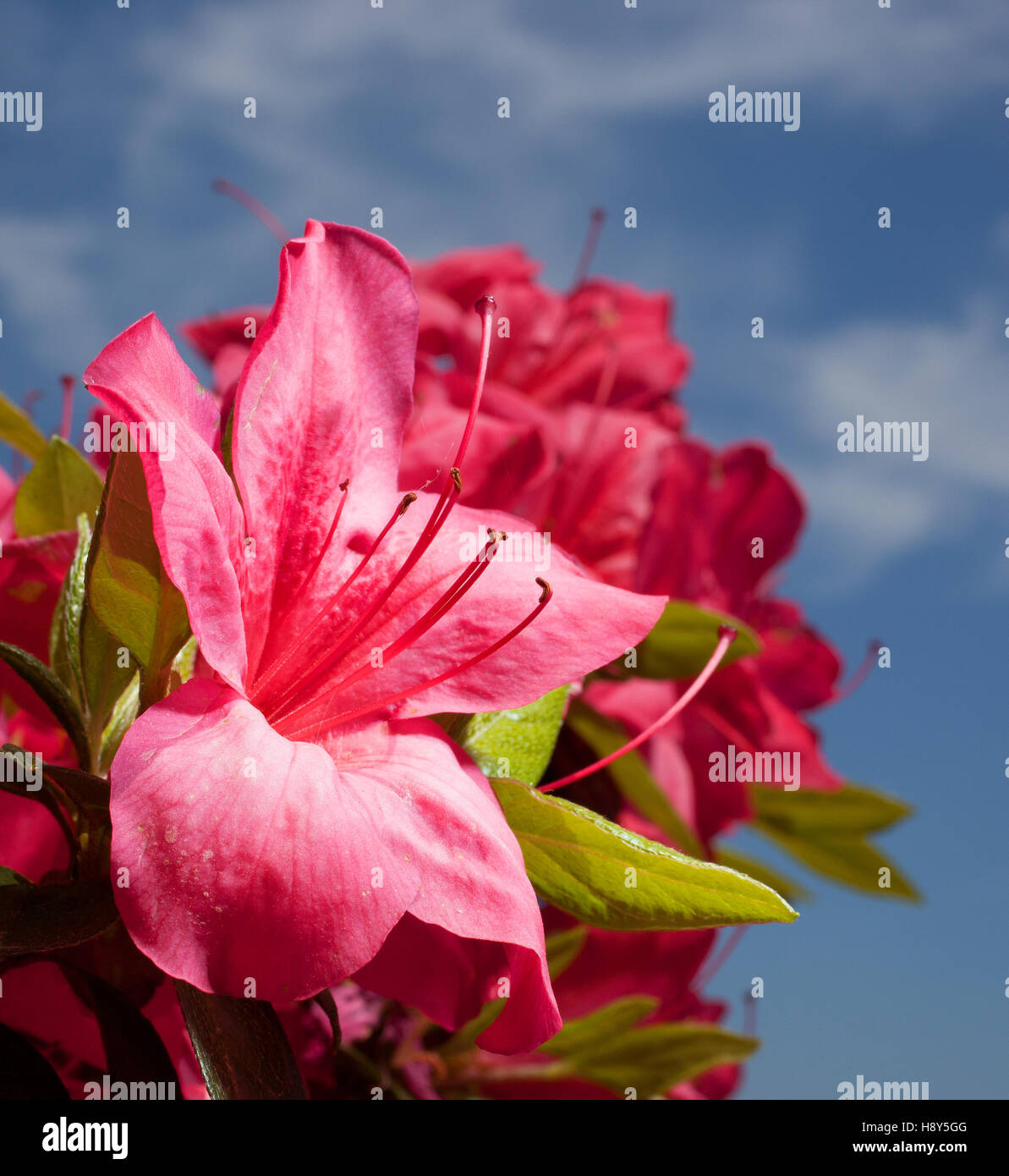 Pink azalea in full bloom with skies and clouds behind Stock Photo - Alamy