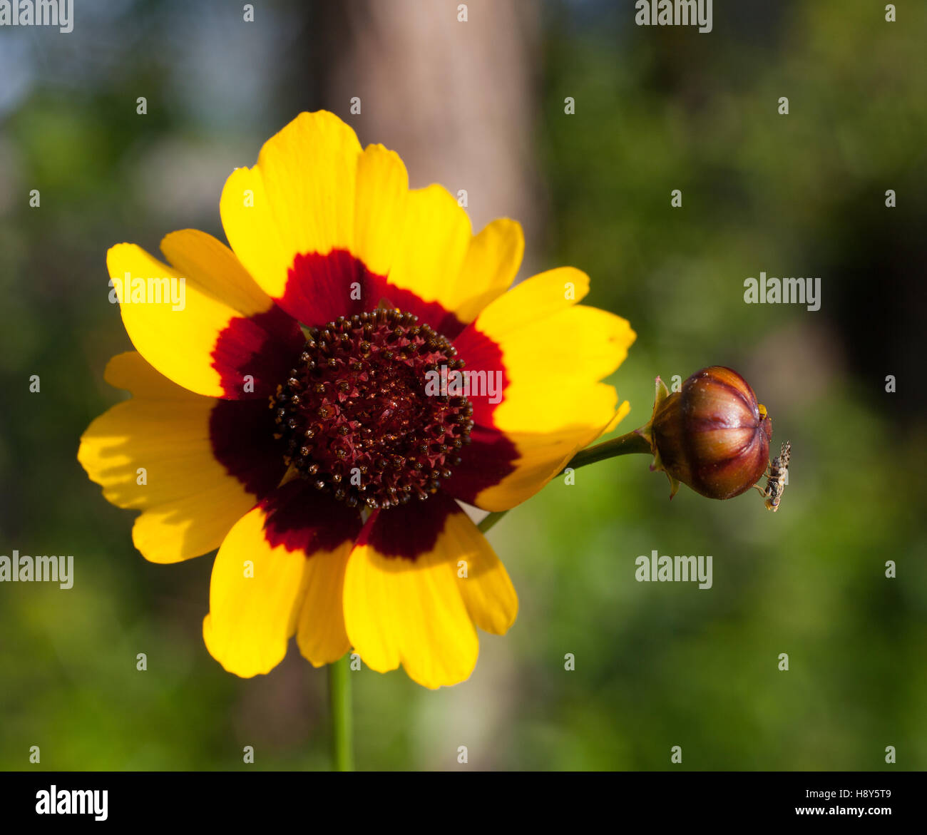 Immature Flower High Resolution Stock Photography and Images - Alamy