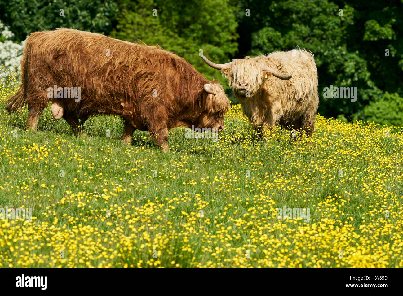 Highland bull and cow in a buttercup field, Scotland Stock Photo - Alamy