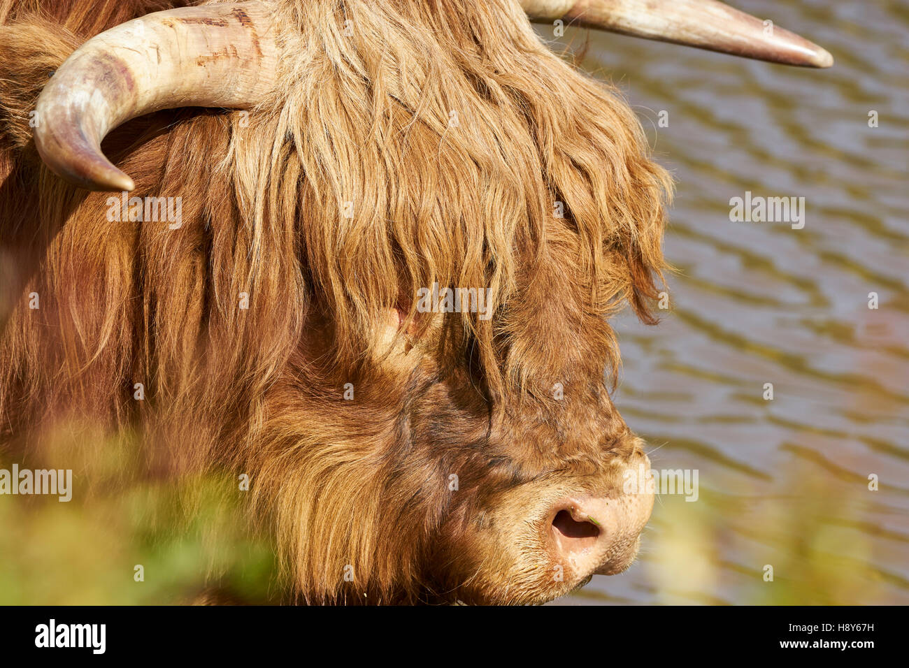 Headshot of a Highland bull with a water background Stock Photo - Alamy