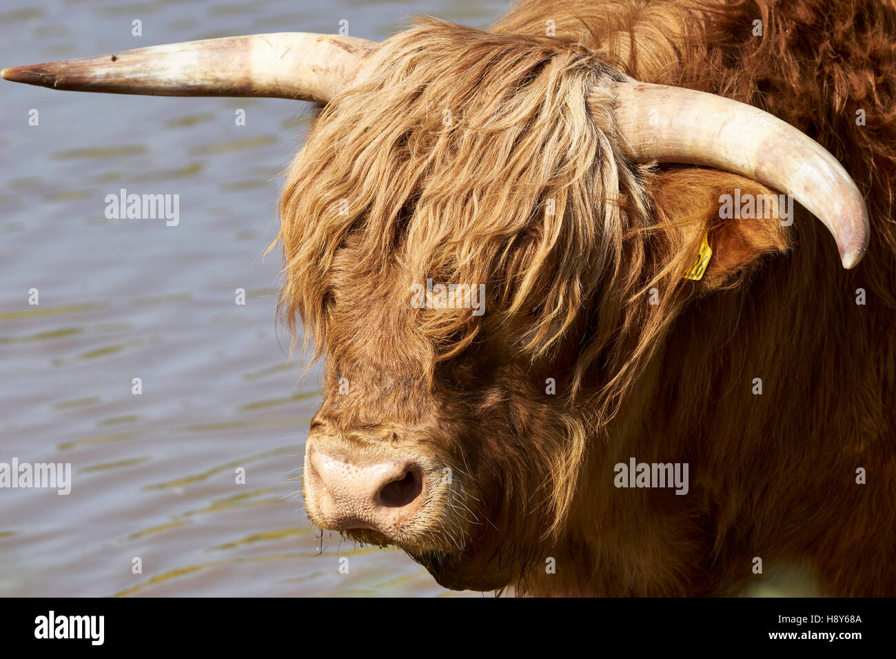 Headshot of a Highland bull with a water background Stock Photo - Alamy