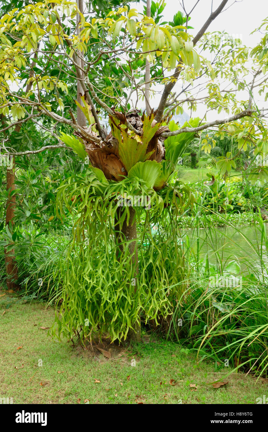 Staghorn ferns hi-res stock photography and images - Alamy