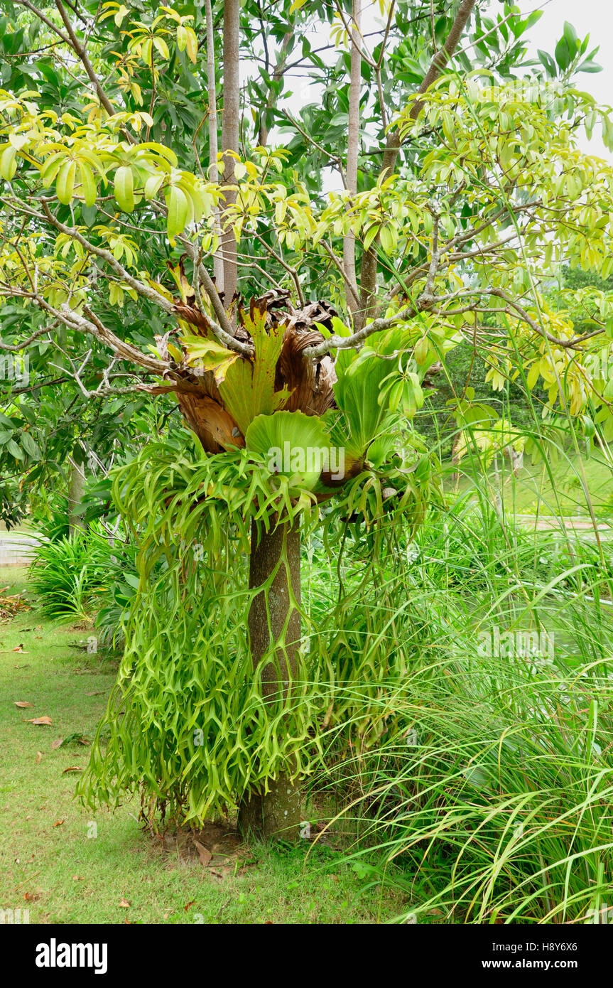 Staghorn ferns (Platycerium superbum Stock Photo - Alamy