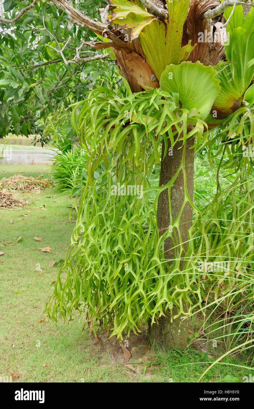 Staghorn ferns (Platycerium superbum Stock Photo - Alamy