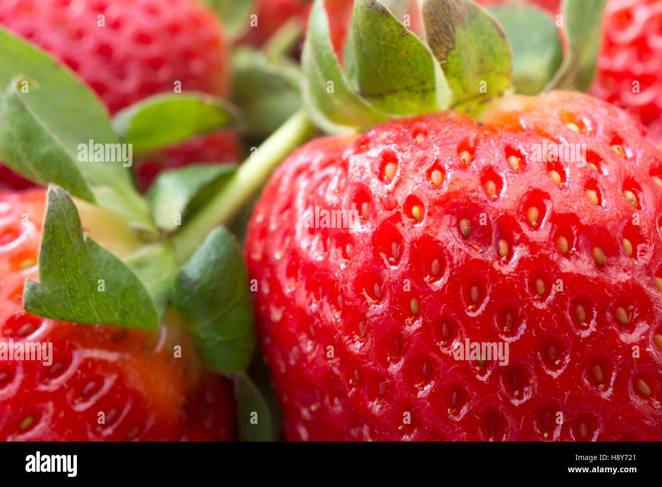 Close up view of fresh British strawberries Stock Photo - Alamy