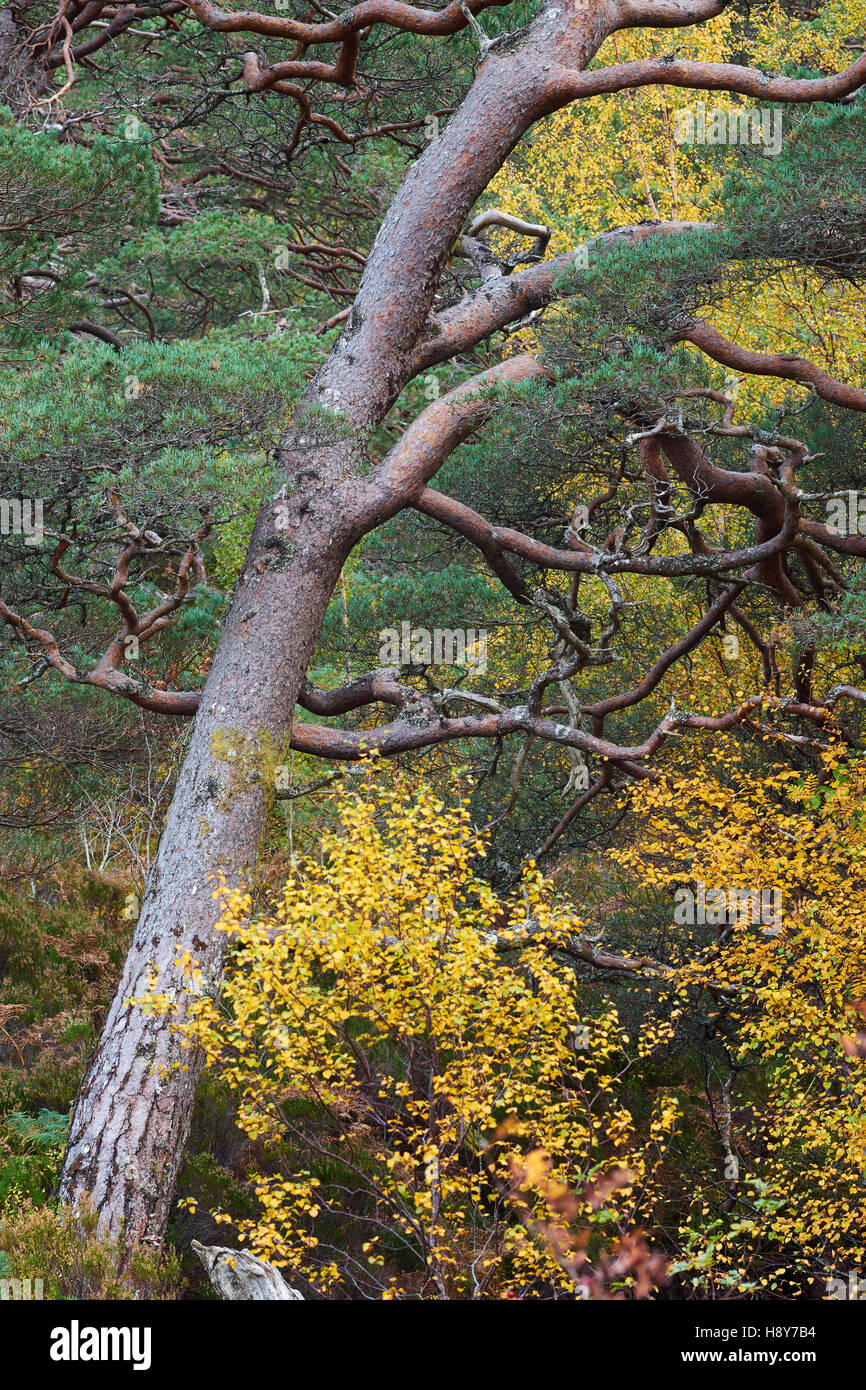 Scots Pine Tree and Silver Birch. Native Caledonian Pinewood ...