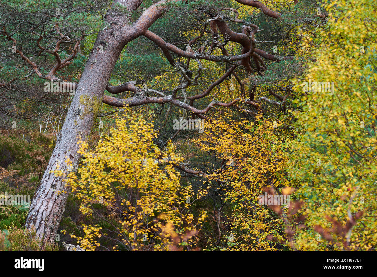 Scots Pine Tree and Silver Birch. Native Caledonian Pinewood ...