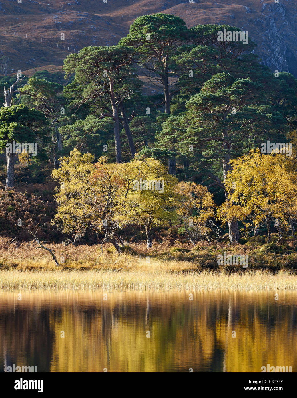 Native Caledonian pinewoods reflected in Loch Clair, Torridon, Wester ...