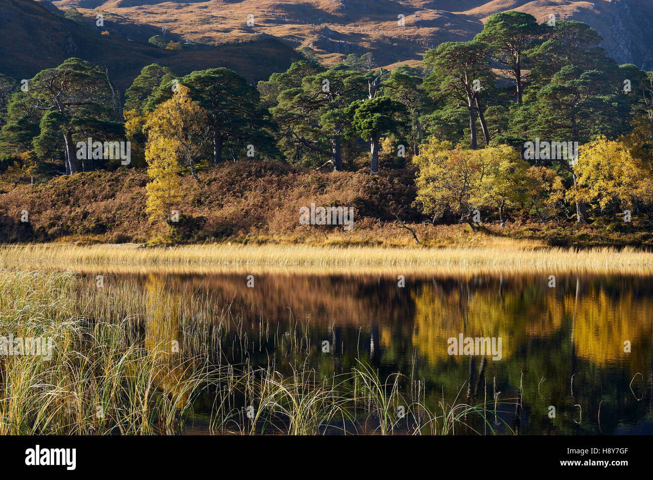 Caledonian forest scotland birch hi-res stock photography and images ...