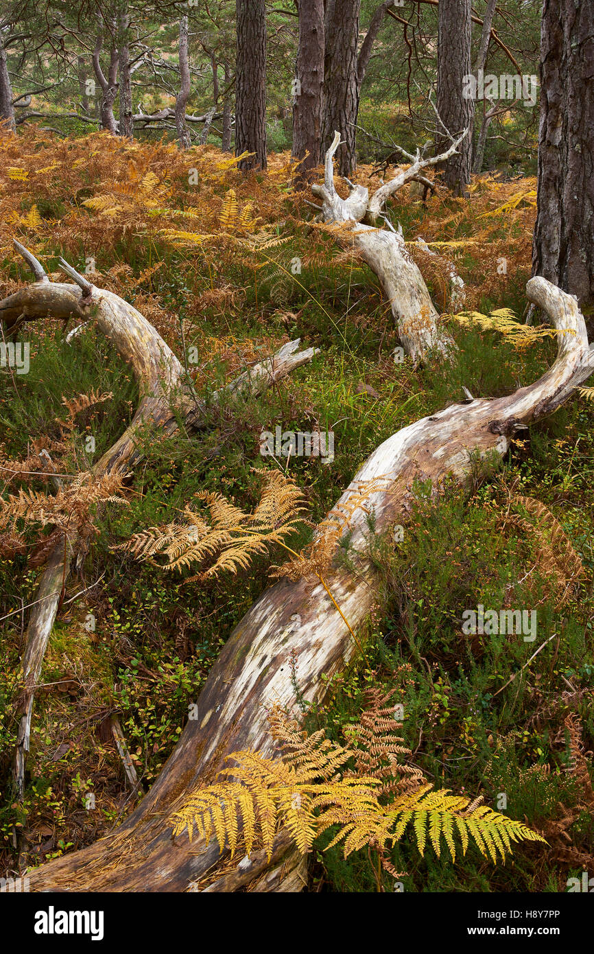 Fallen tree in Caledonian native pinewood, Bridge of Grudie, near ...