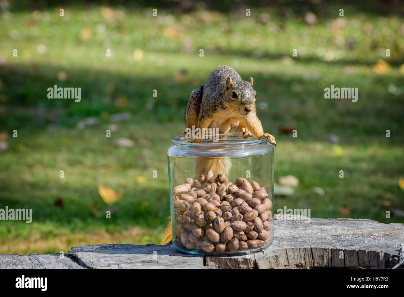 Eastern Fox Squirrel on top of glass jar of nuts Stock Photo - Alamy