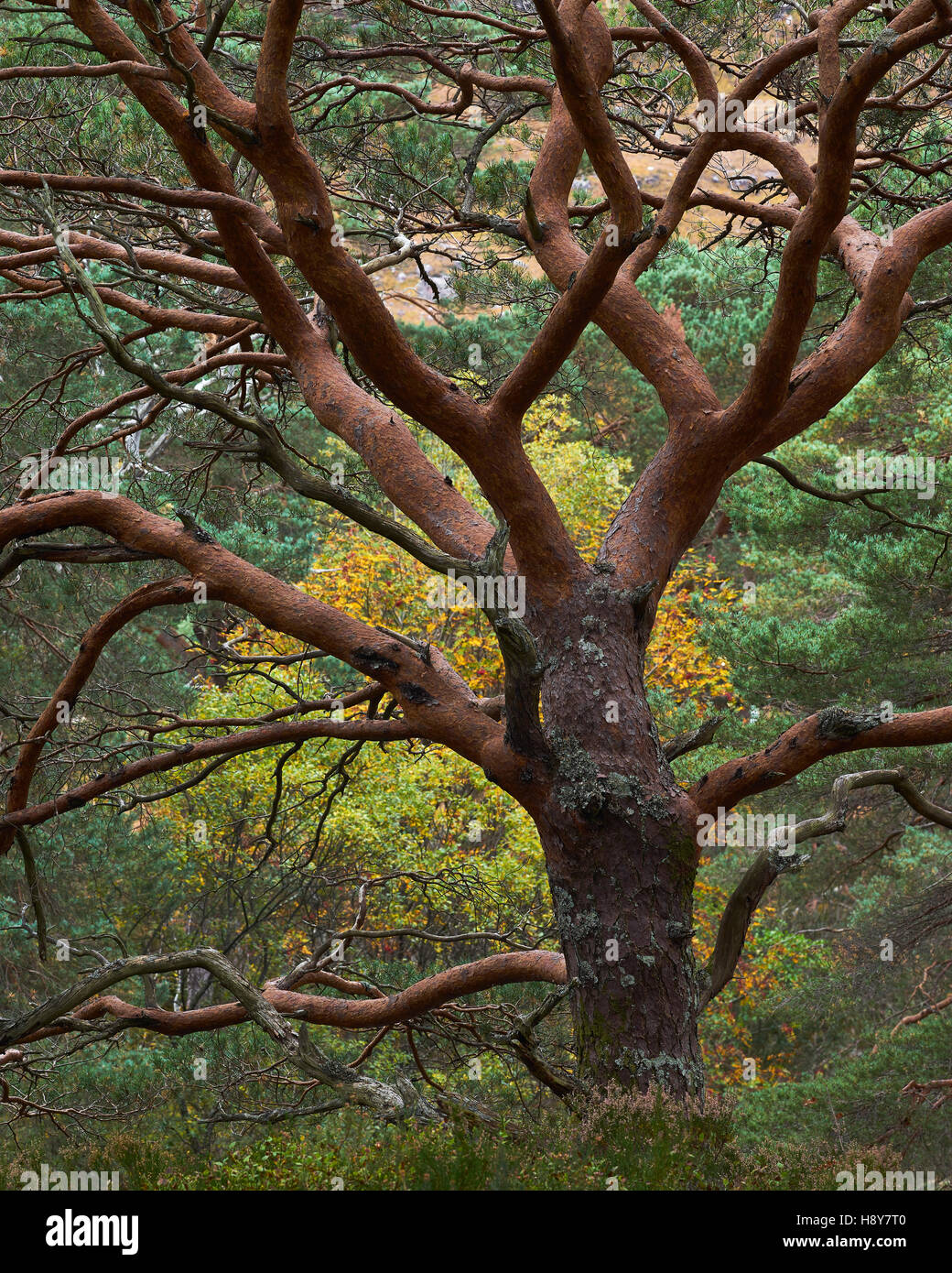 Dead Scots Pine Tree at Grudie Bridge, near Kinlochewe, Wester Ross ...