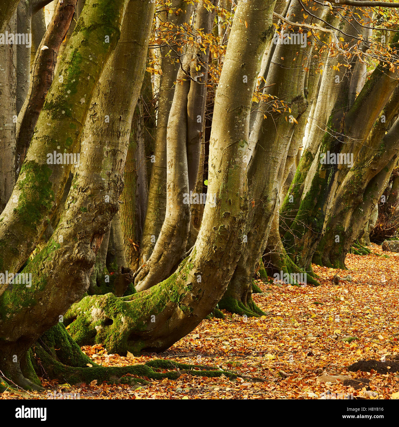 Beech tree trunks, Lady Mary's Walk, in autumn, Crieff, Perthshire ...