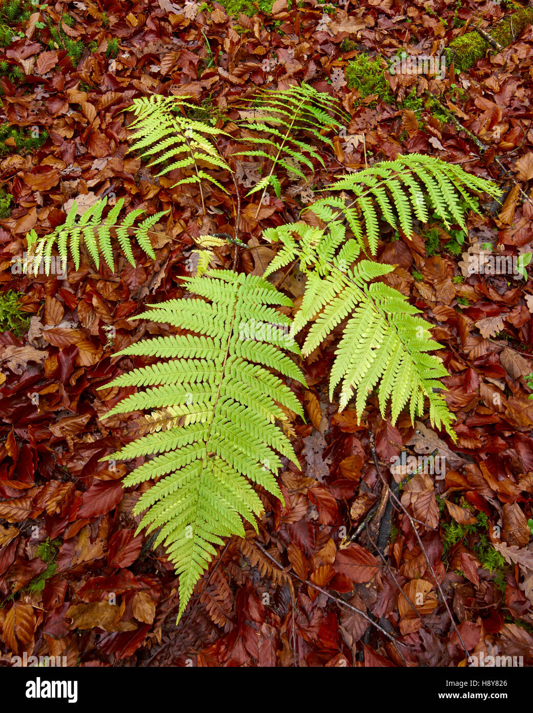Scottish fern leaves hi-res stock photography and images - Alamy