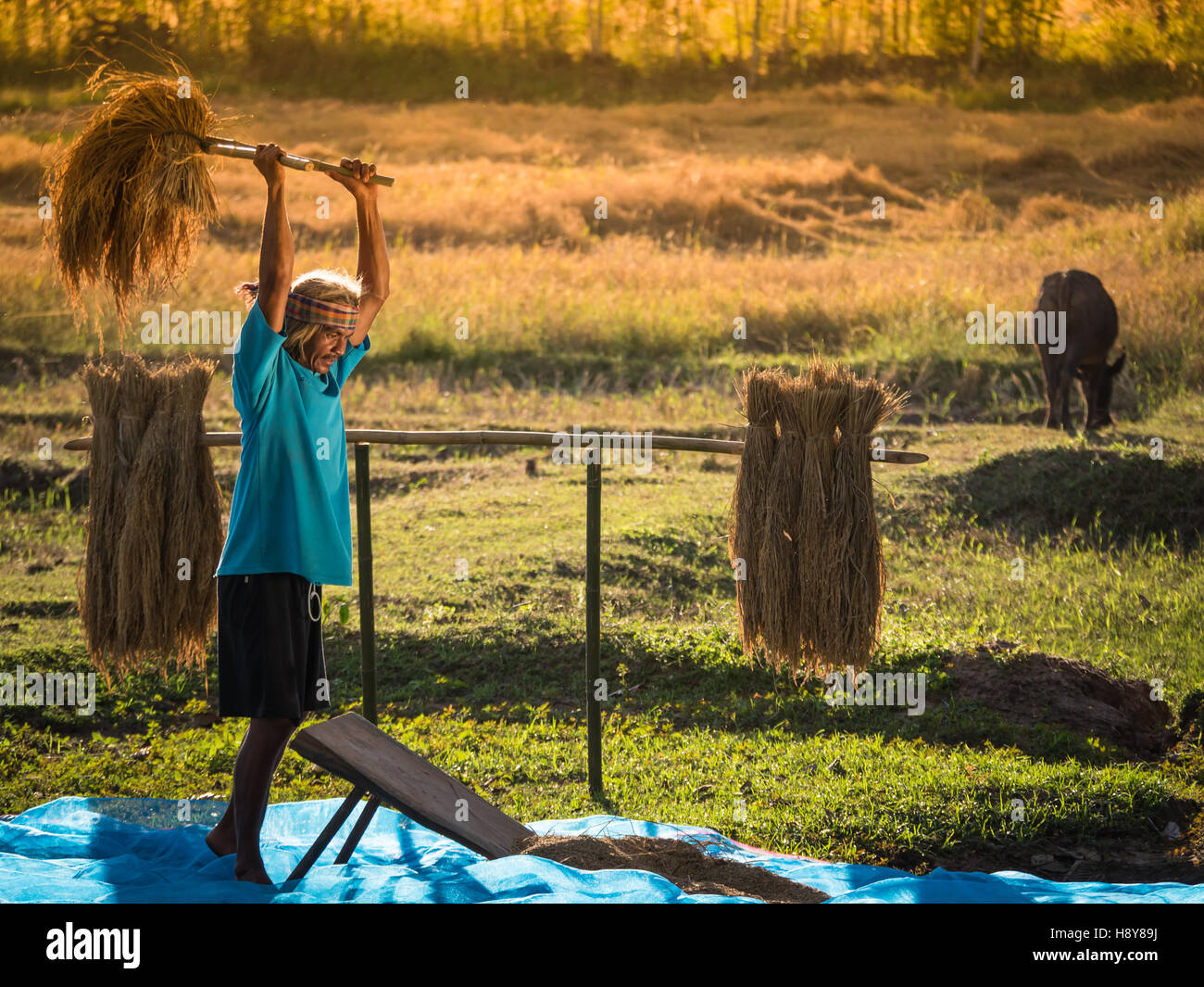 Farmers rice grain threshing during harvest time in northeast Thailand ...