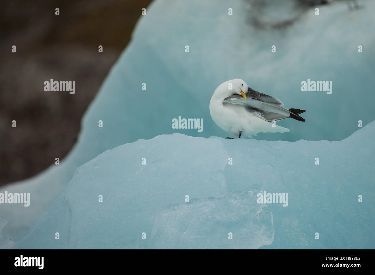 seagull on ice in the arctic for background Stock Photo - Alamy