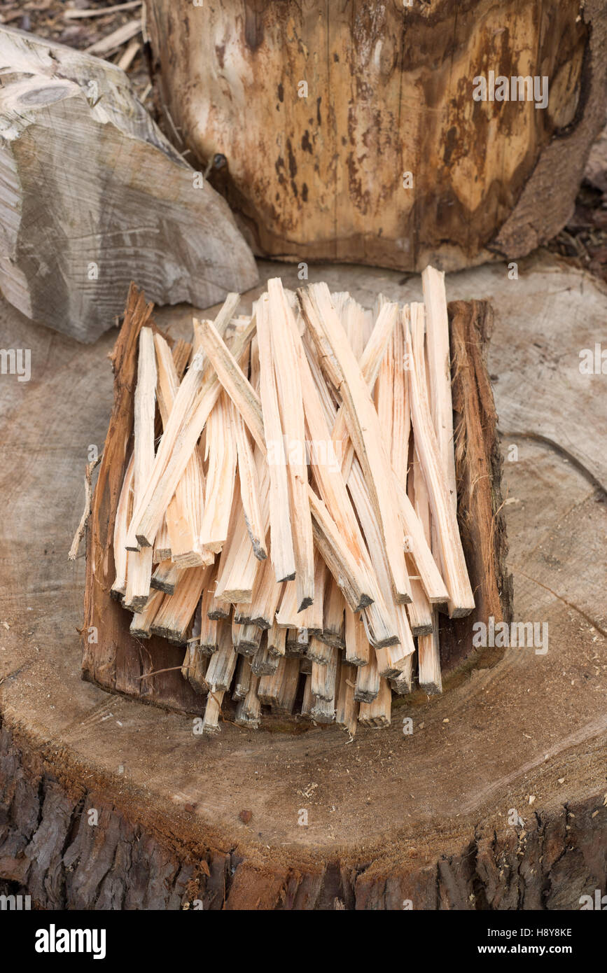 Sticks of firewood on a tree bark Stock Photo - Alamy