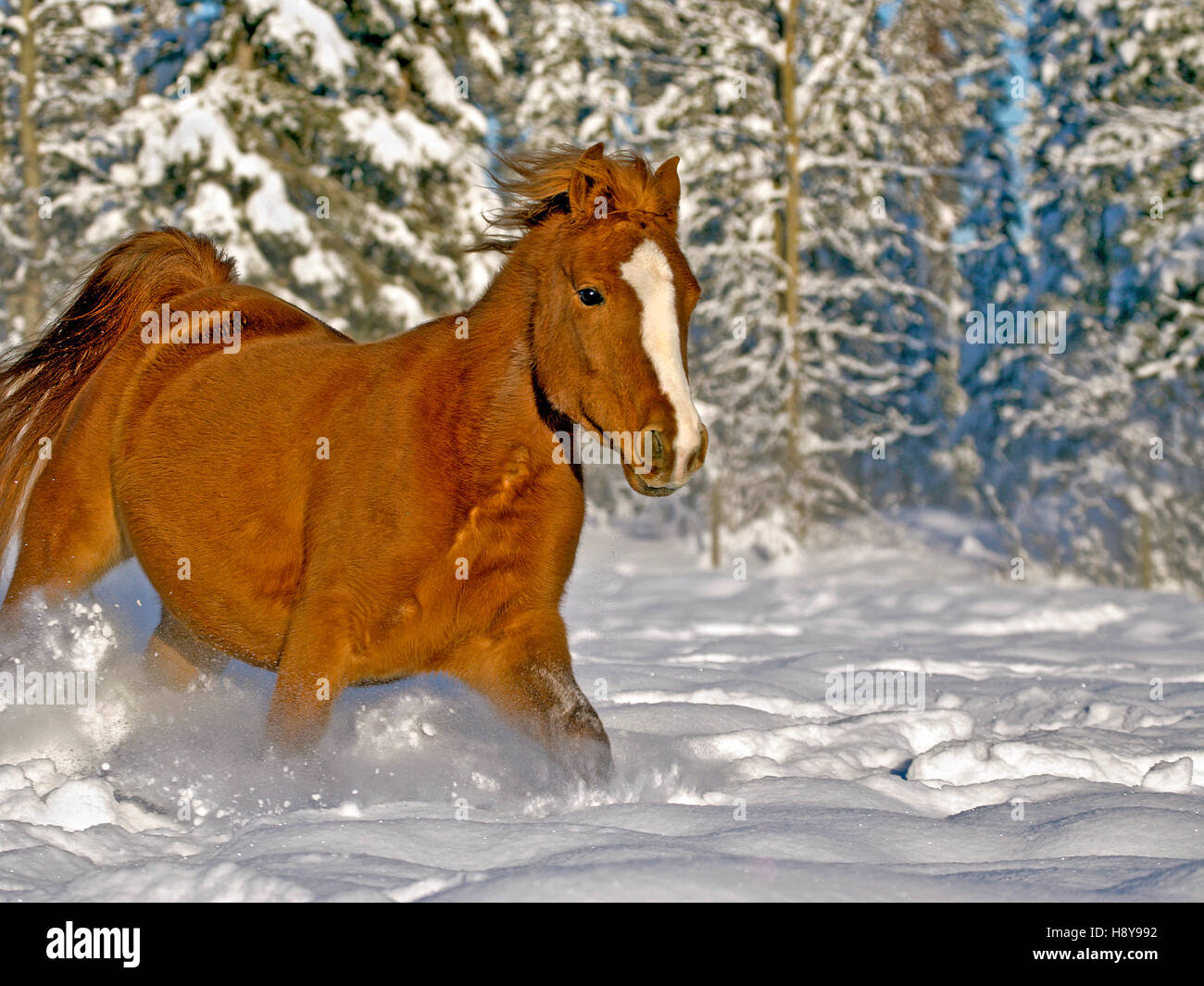 Arabian horse running hi-res stock photography and images - Alamy